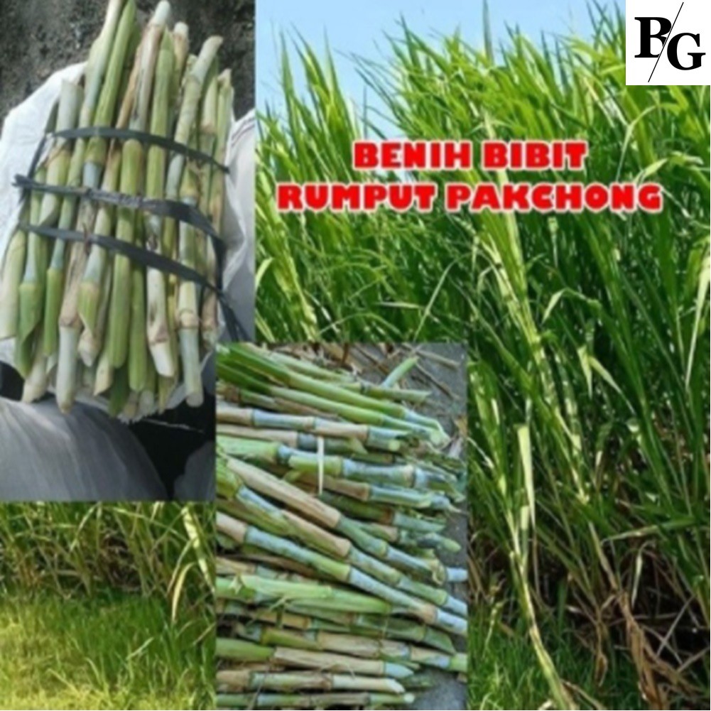 Jual BenihTanaman Rumput Napier Pakcong Pakchong 1 KG Indonesia|Shopee ...