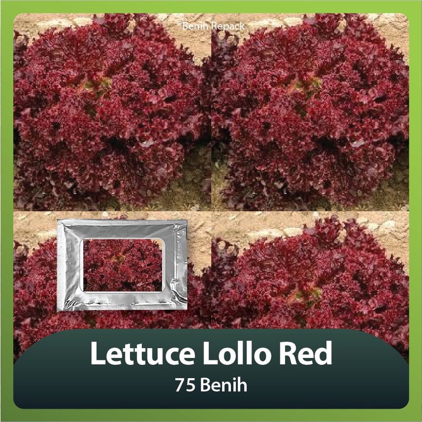 Jual Benih Bibit Sayur Sayuran Selada Merah Lettuce Lollo Red 75 Benih | Shopee Indonesia