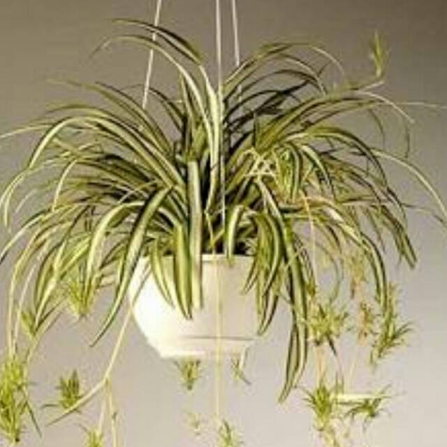 6 Tanaman Hias Pilihan yang Akan Membikin Rumah Anda Tampak Sehat dan ...