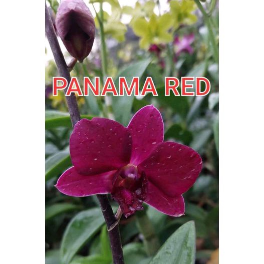 Jual Tanaman Hias Anggrek Dendrobium Panama Red Bunga Merah Tua ...