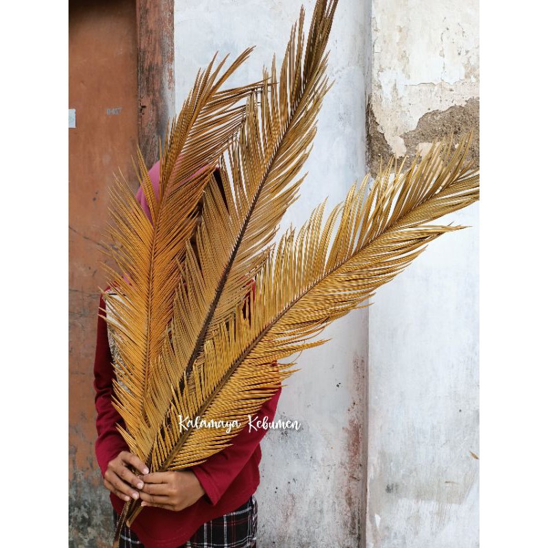 Jual Sikas | Buket Bunga Dekorasi Rustik Daun Kering Sikas Palem Gandum ...
