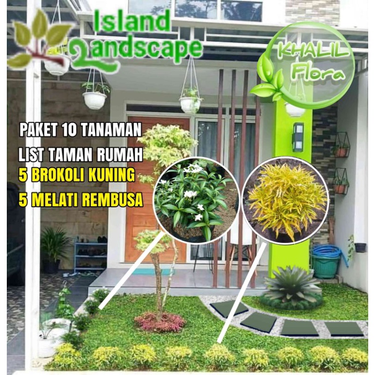 Jual Paket Tanaman Hias / Pohon Hias List Taman Rumah Brokoli dan ...