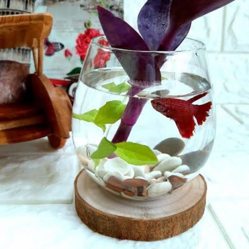 Jual Aquarium mini cupang / aquascape / aquarium guppy / Aquarium mini ...