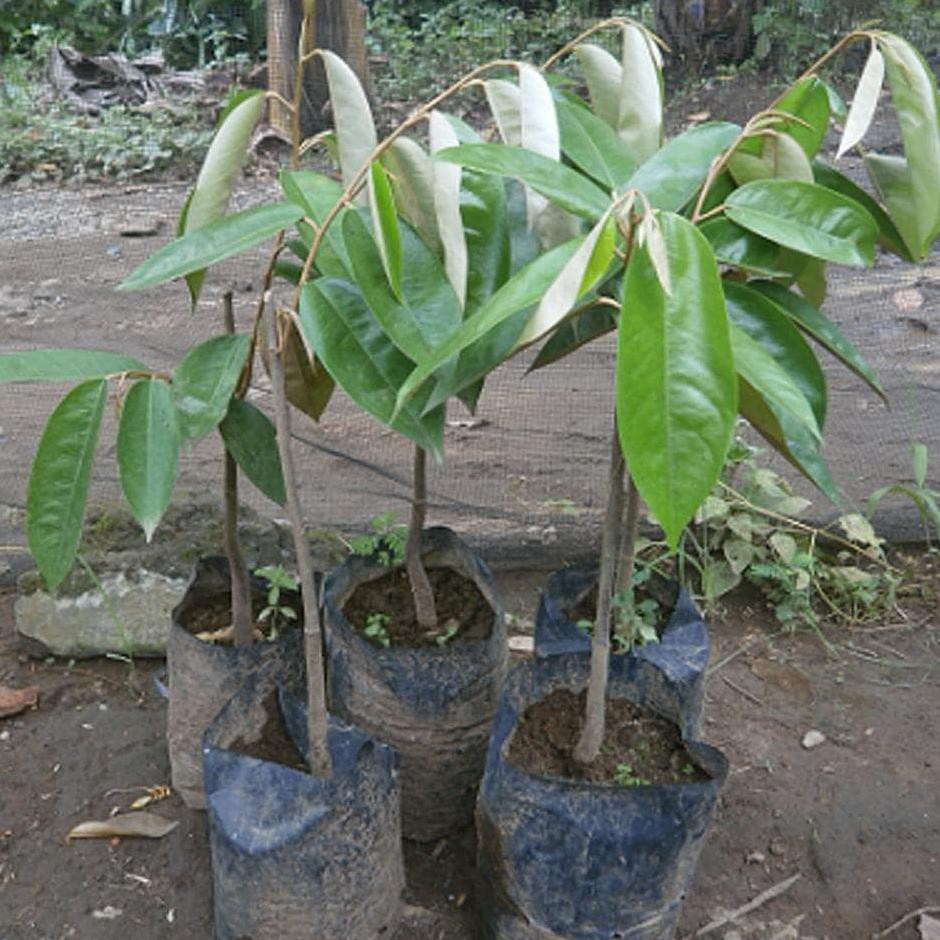 Jual Bibit Durian Gundul, Durian Botak Tanpa Duri | Shopee Indonesia