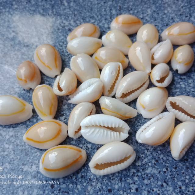 Kerang kuwuk biji congklak | Shopee Indonesia
