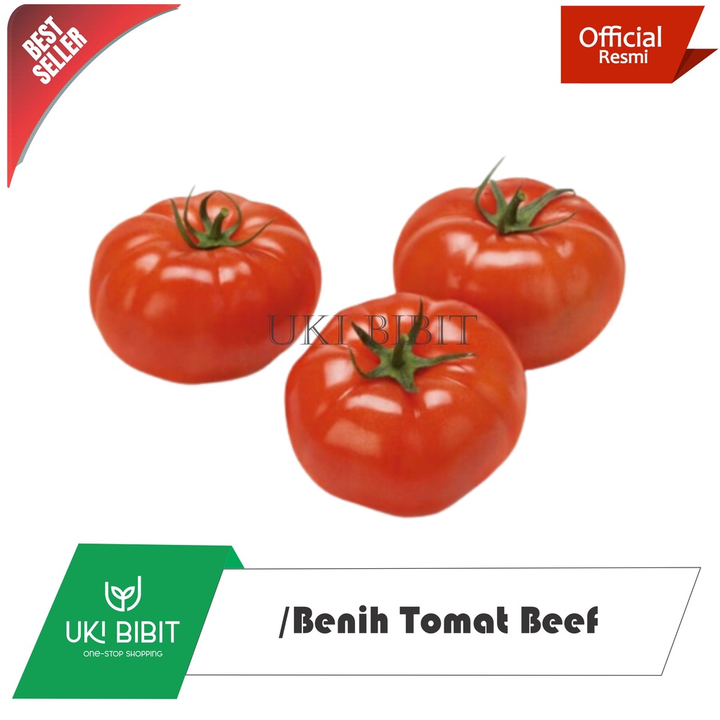 Jual ( 1600 Butir ) Benih Tomat Beef | Sandwich | Beefsteak | Steak ...