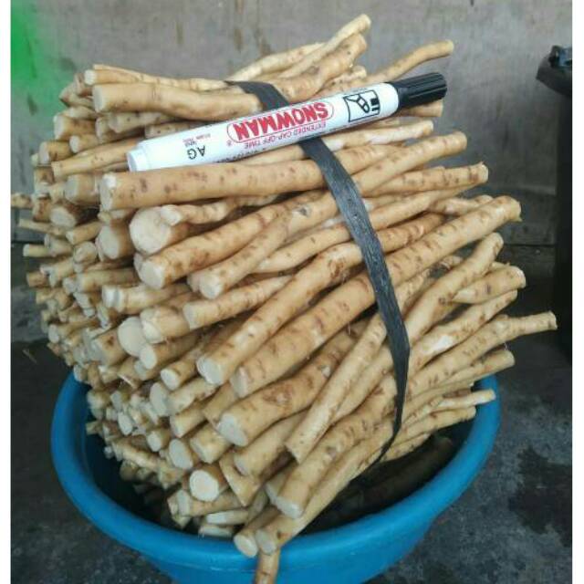 Jual Siwak akar kayu arok lokal segar herbal | Shopee Indonesia