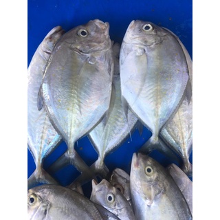 Jual Ikan SEGAR CEPA Ikan Kuwe PER EKOR FRESH Sayuran Online Makassar ...