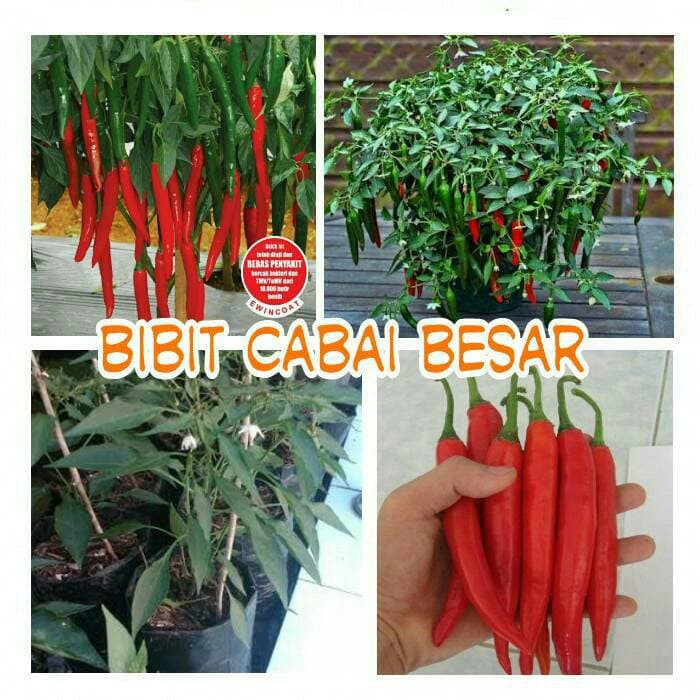 Wajib Tahu! Gambar Tanaman Cabai Besar yang Mantul! - Informasi Seputar ... Wajib Tahu! Gambar Tanaman Cabai Besar yang Mantul! - Informasi Seputar ...
