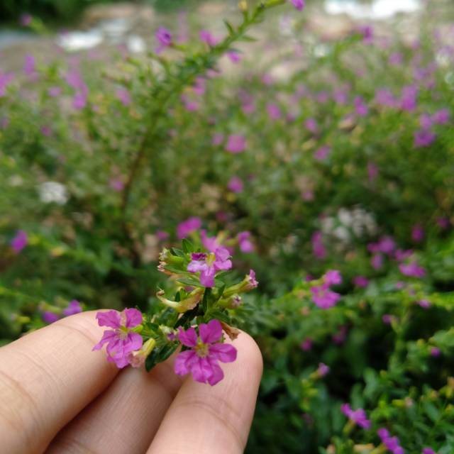 Beginilah Gambar Tanaman Hias Rumput Paling Dicari - Informasi Seputar ...