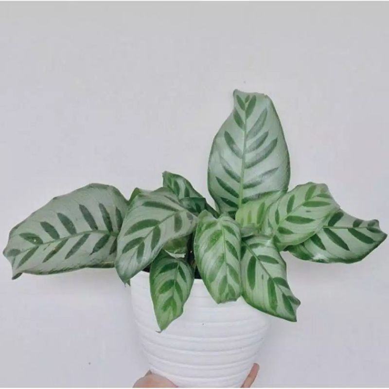 Jual Calathea Bella Cantik / Tanaman Hias Calathea | Shopee Indonesia