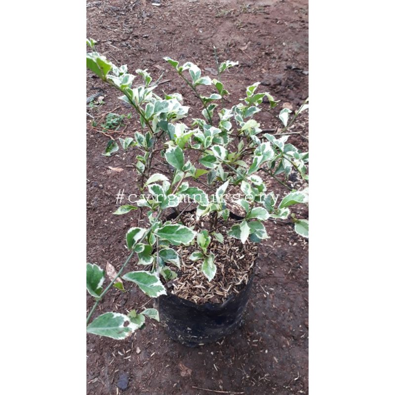 Jual Tanaman hias,,Teh tehan variegata ( Acalypha siamensis variegated ...