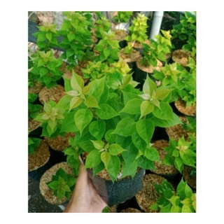 Jual Promo Tanaman Hias Pohon Bunga Bougenville Bugenfil Bugenvil