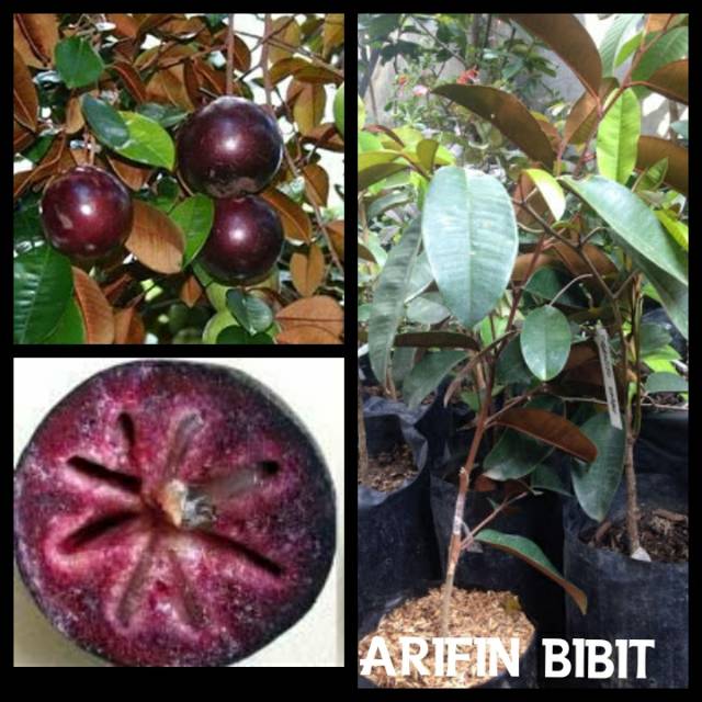 Harga Genitu Terbaru Juli 2023 |BigGo Indonesia