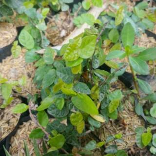 Jual Tanaman rambat dollar kecil 3 pcs (creeping ficus) | Shopee Indonesia
