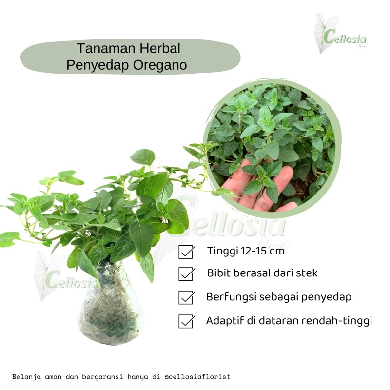 Jual Tanaman Herbal dan Rempah Oregano | Shopee Indonesia