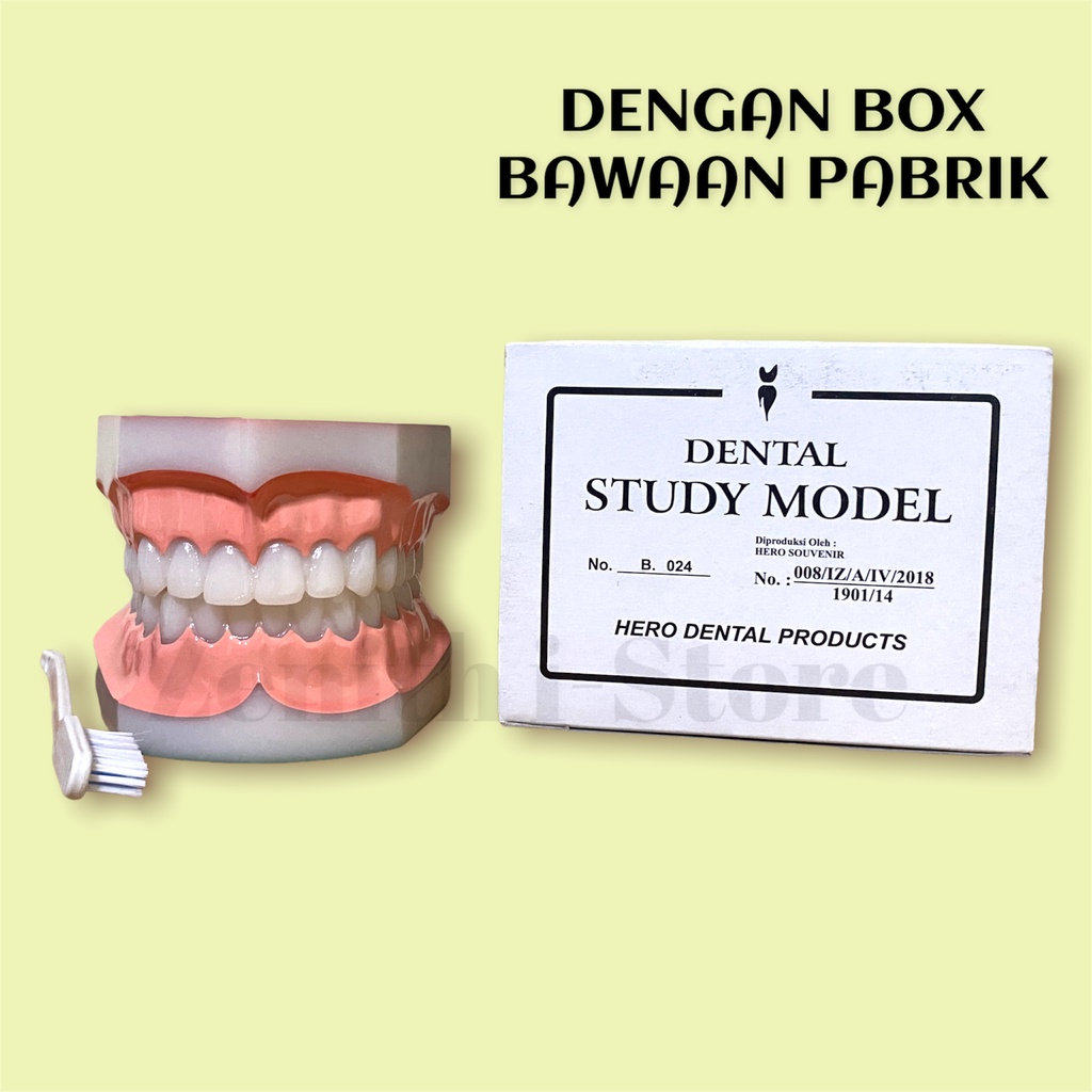 Jual Model Gigi | Phantom Gigi | Study Model Besar Plus Sikat Gigi ...