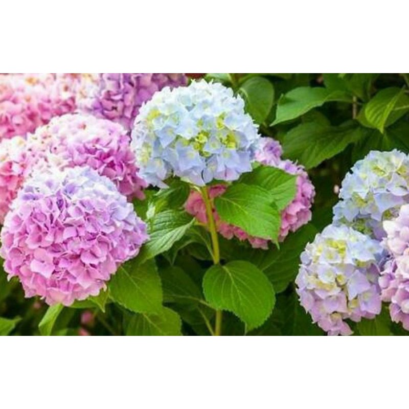 Jual Tanaman Rotansia Holland / Hortesia / Bunga Panca Warna | Shopee ...