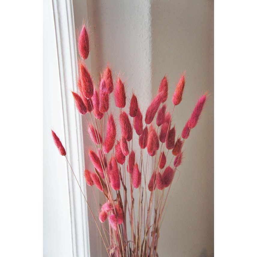 Jual Bunga Lagurus Pink 1 Ikat 10 / 5 / 3 tangkai | Bunga Kering ...