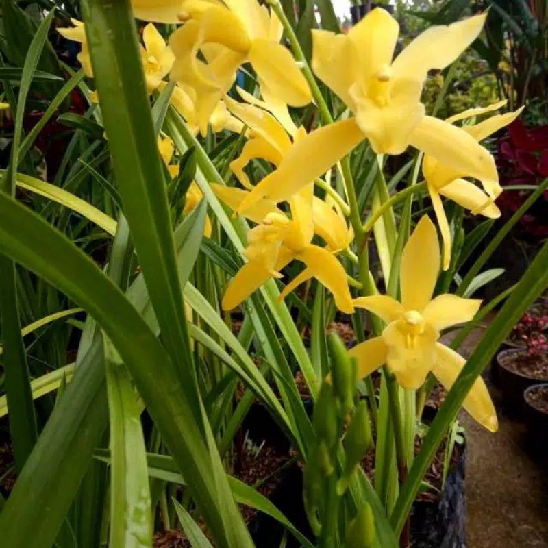 Jual Anggrek Tanah Kuning | Shopee Indonesia