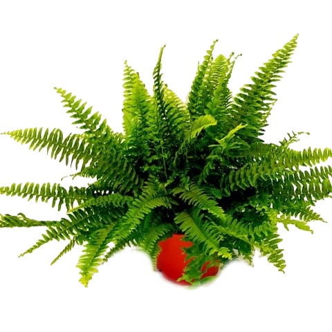 Jual tanaman hias Pakis boston (Nephrolepis exaltata) | Shopee Indonesia