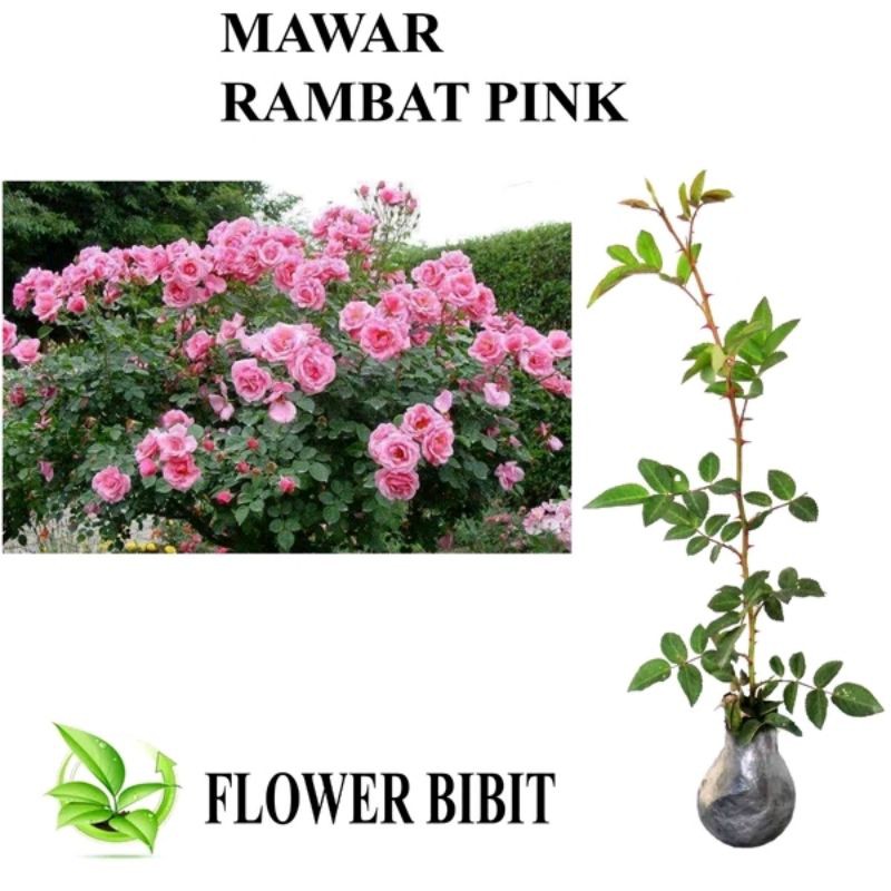 Jual Tanaman Bunga Mawar Rambat Pink | Shopee Indonesia