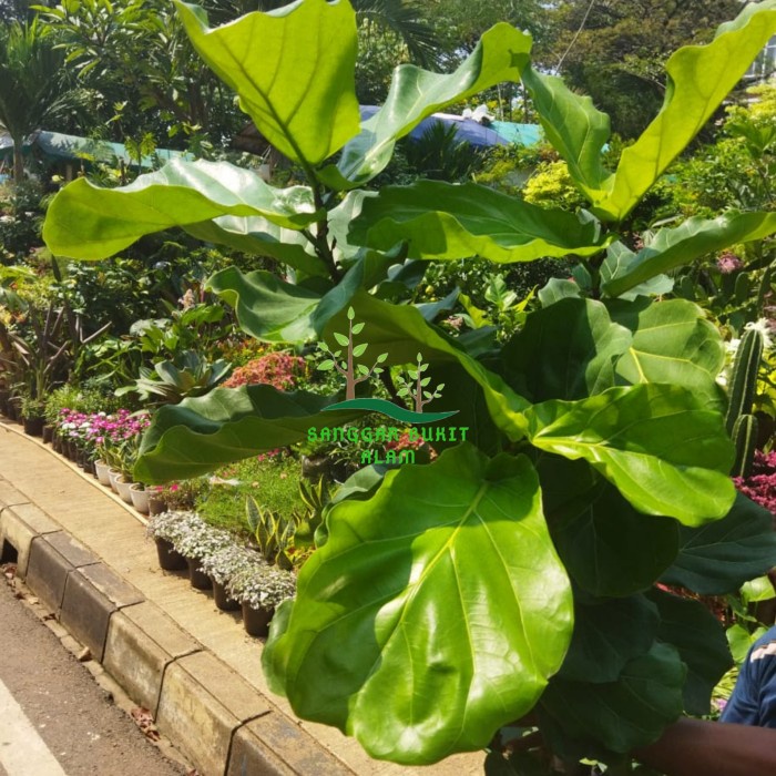 Jual tanaman hias Ketapang Biola / Ficus Lyrata / Fiddle leaf + pot ...