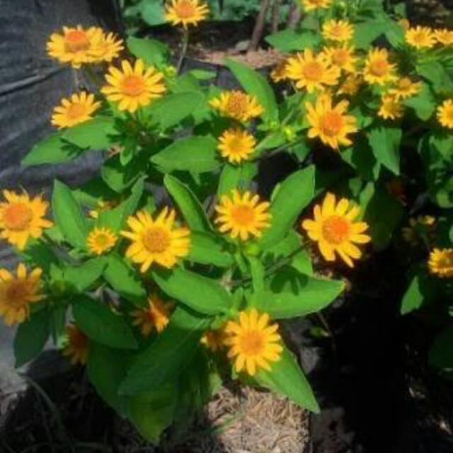 Jual Bibit Bunga Seribu Bintang | Shopee Indonesia