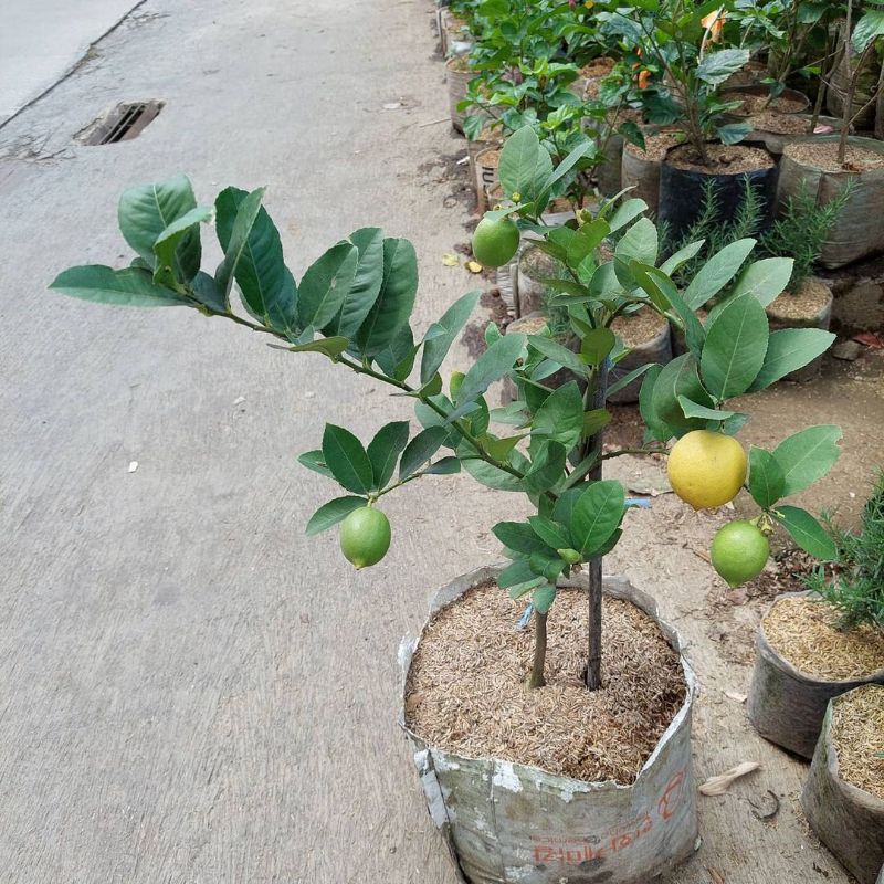 Jual Bibit Jeruk Lemon California Kondisi Berbuah | Shopee Indonesia