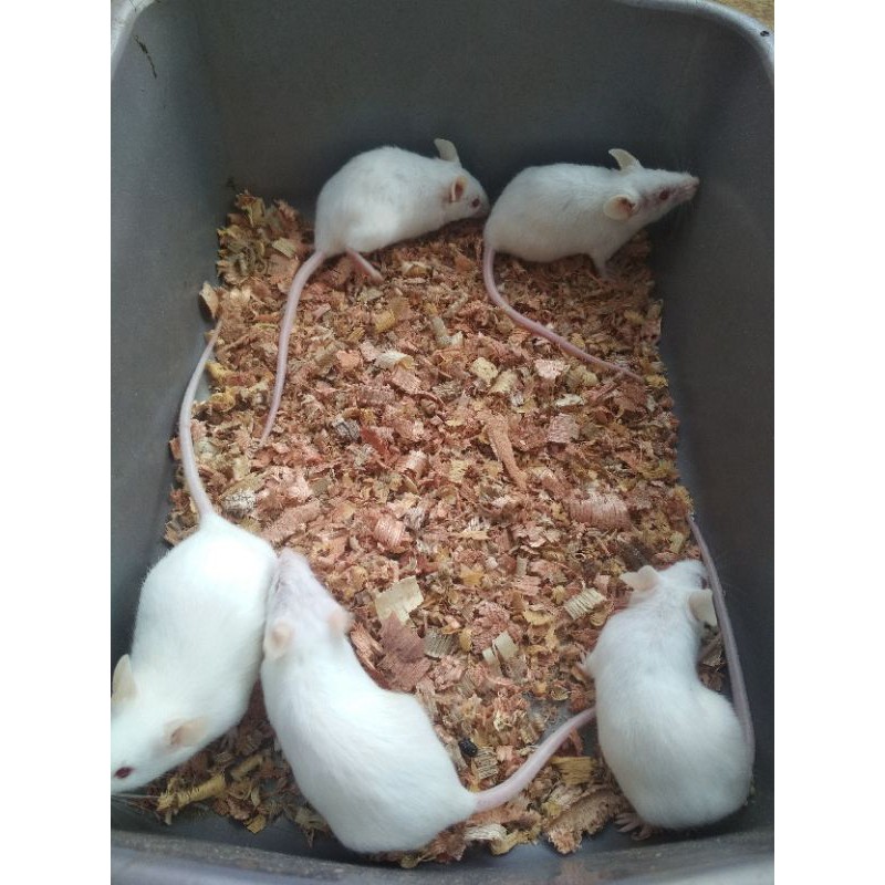 Produk Jakarta Mouse | Shopee Indonesia