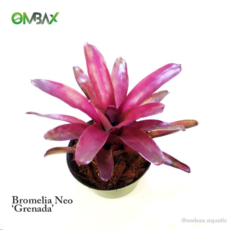 Jual Bromelia Neo 'Grenada' - Tanaman Hias / Paludarium / Taman / Ungu ...