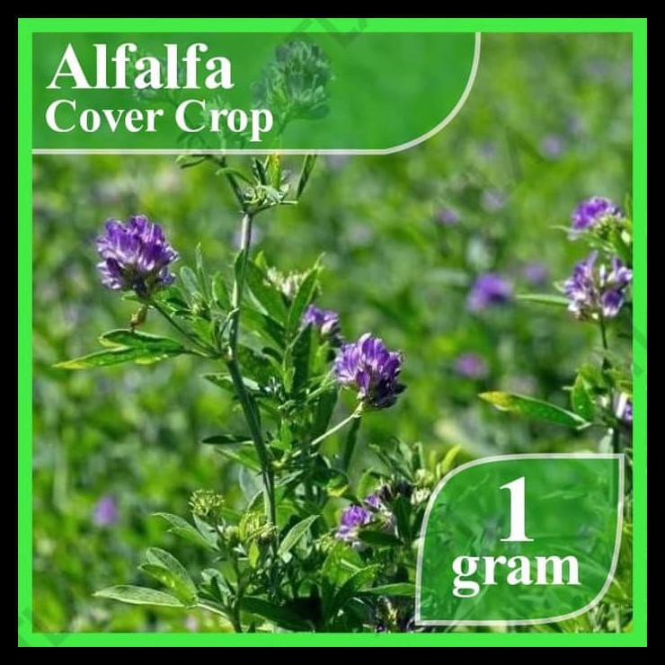 Jual BENIH RUMPUT ALFALFA COVER CROP BIBIT TANAMAN DAUN BIJI HAIRA SEED ...