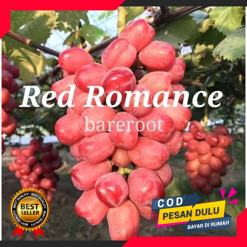 Jual Bibit Anggur Import Red Romance Valid 100% Hasil Grafting | Shopee ...
