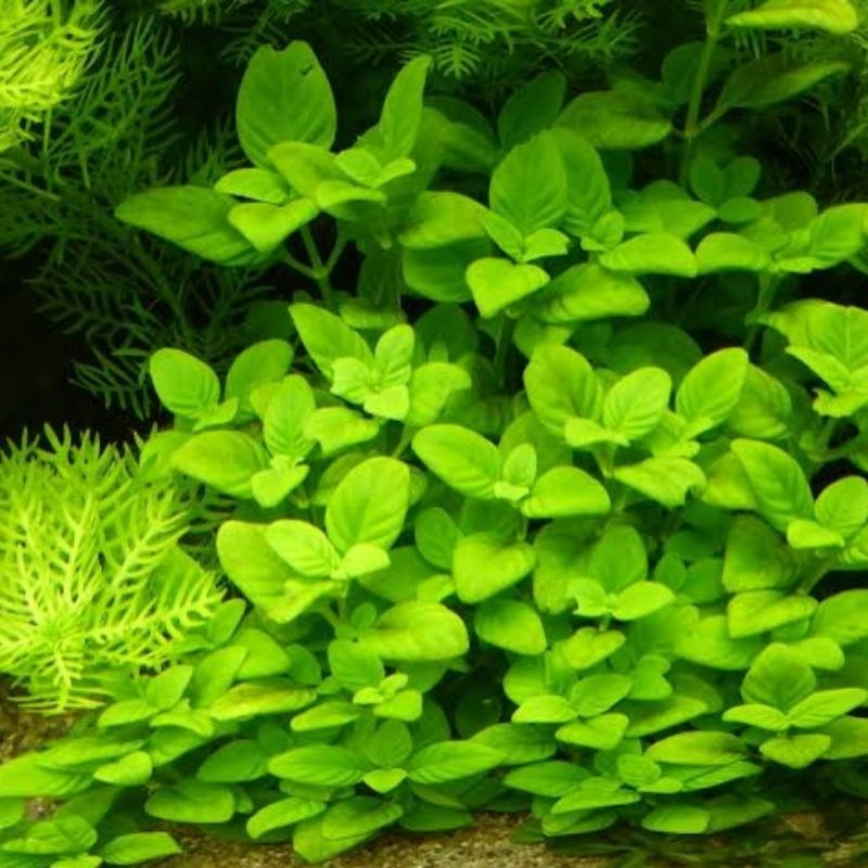 Jual Limnophila Rugosa 10 batang | Tanaman Aquascape ( aquarium ...