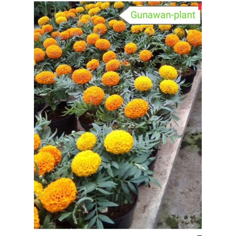 Harga bunga marigold Terbaru Jun 2026 | BigGo Indonesia