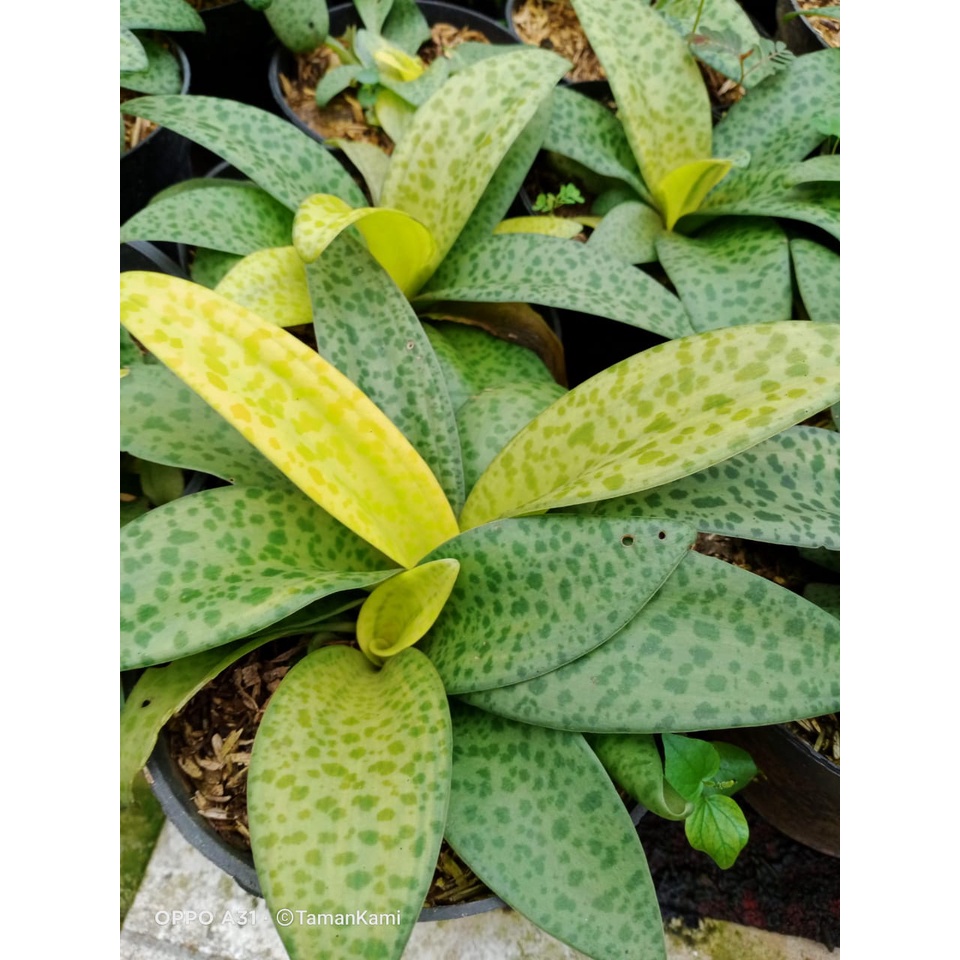 Jual tanaman lidah katak / tanaman hias hidup | Shopee Indonesia
