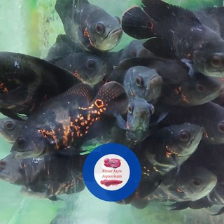 Jual Ikan Oscar Red Chilli / Oscar Paris Albino Red / Oscar Albino ...