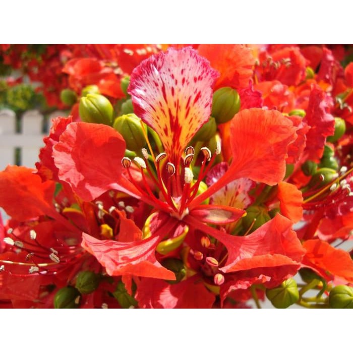 Jual biji/benih/bibit bunga flamboyan orange (10 biji) | Shopee Indonesia