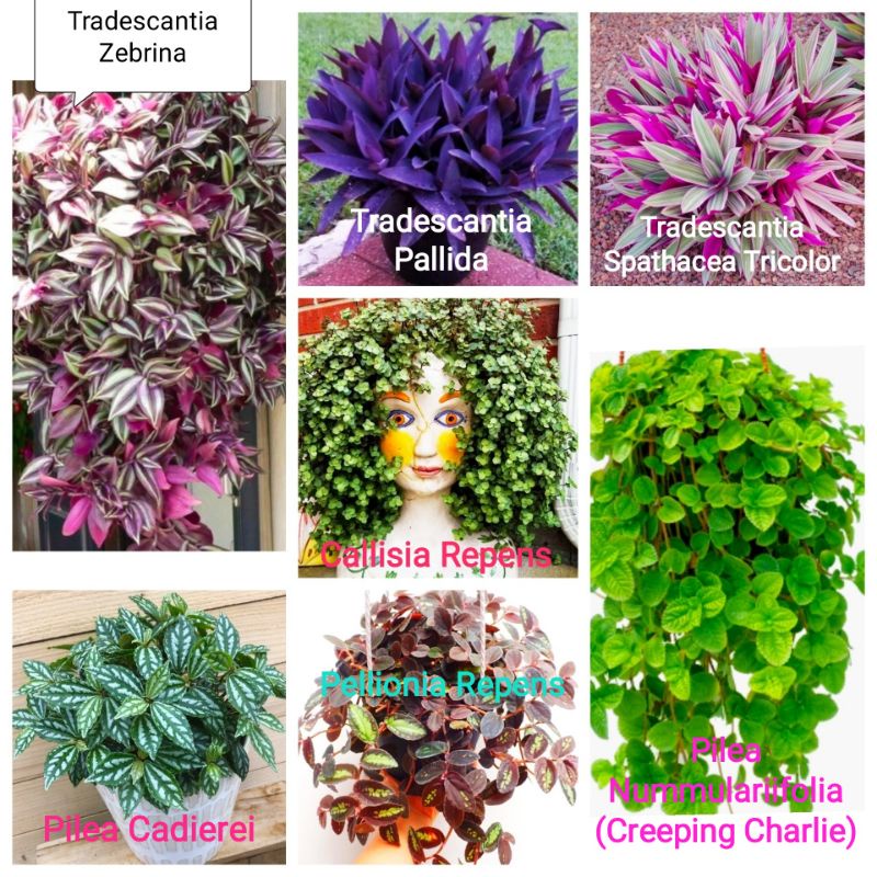 Jual FRESH CUT Bibit Tanaman Hias Gantung Tradescantia Zebrina ...