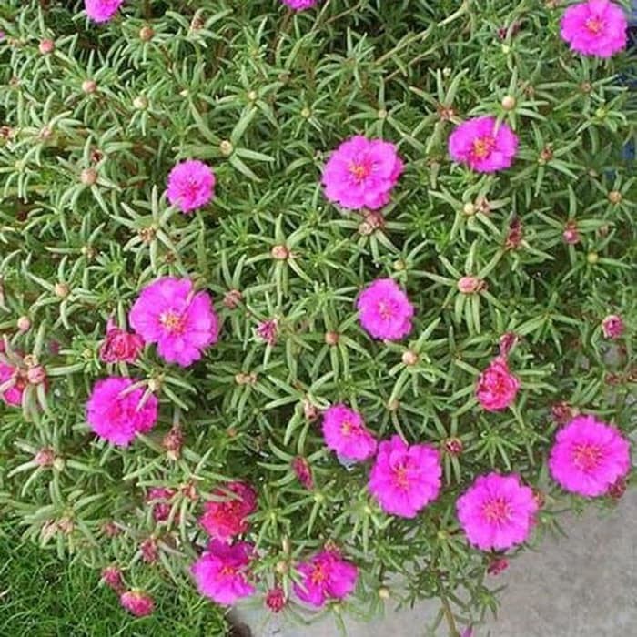 Jual Tanaman hias Bunga Sutra bombay mini ungu tumpuk portulaca ...
