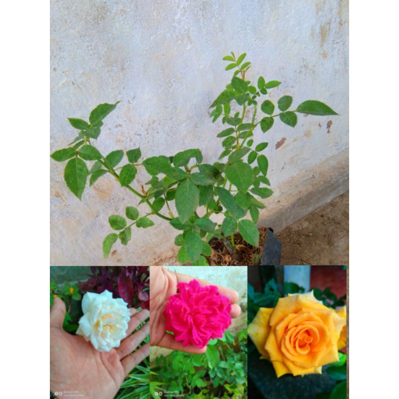 Jual BIBIT BUNGA MAWAR MERAH, PUTIH, DAN KUNING HASIL OKULASI MURAH ...