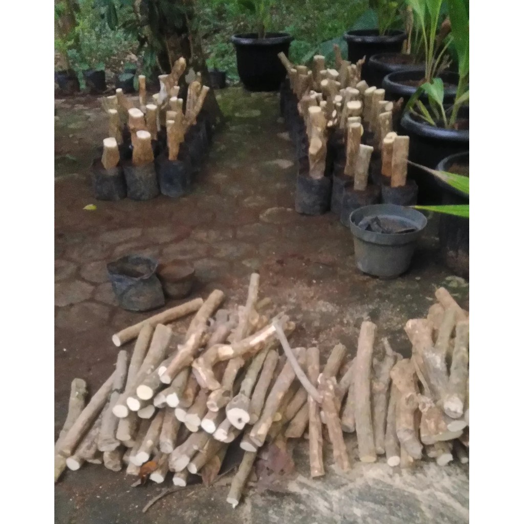 Jual Batang Bonggol Stek Bunga Bougenville Untuk Bonsai Bugenvile