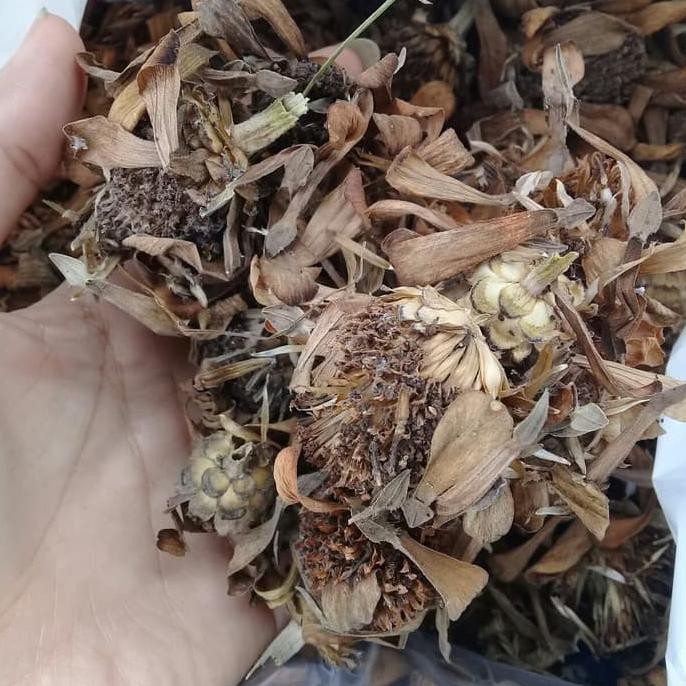 Wajib Tahu! 33+ Tanaman Bunga Jadul yang Lagi Viral - Informasi Seputar ...