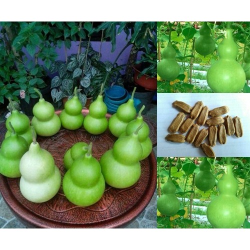 Jual Benih Labu Botol - Benih bibit - Labu Botol | Shopee Indonesia