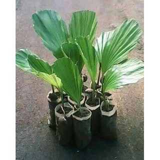 Jual Sp” Diskon 10 Bibit Buah Aren Genjah Kolang Kaling Unggul ...