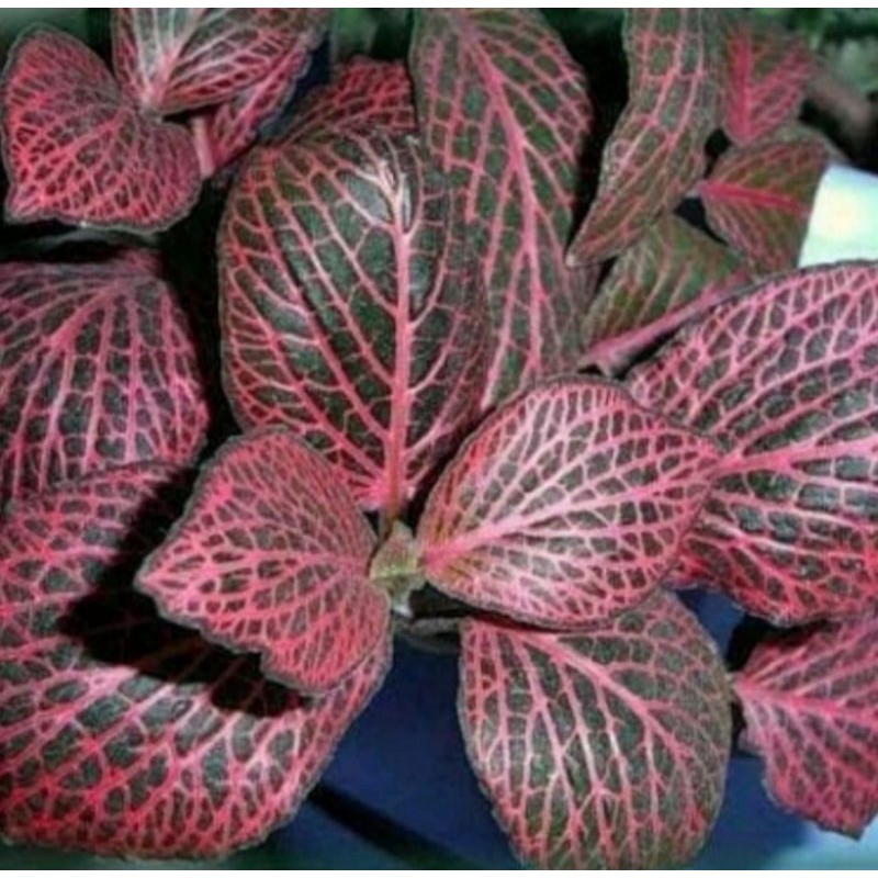 Jual Pohon Episcia Merah Tanaman Hias Pohon Episcia / Fitonia Merah ...