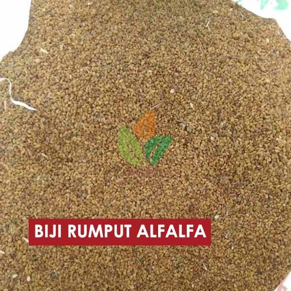 Jual Biji Rumput Alfalfa Arab Indonesia|Shopee Indonesia
