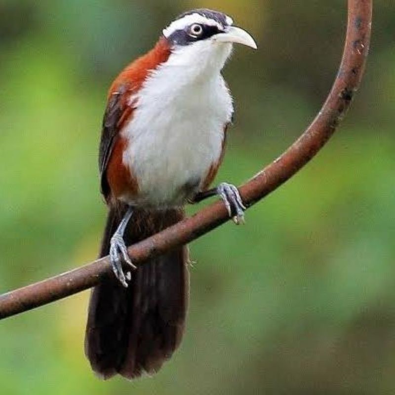 Jual burung cak kopi kopi jantan pilihan | Shopee Indonesia