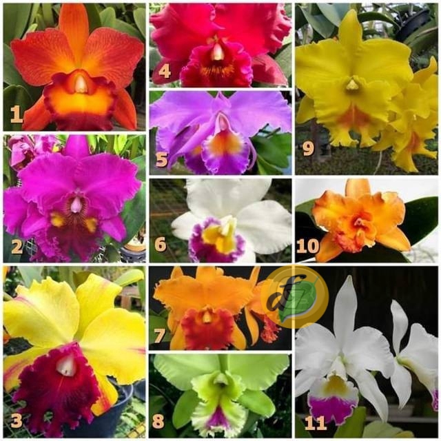 Jual bibit bunga anggrek seedling cattleya hybrid | Shopee Indonesia