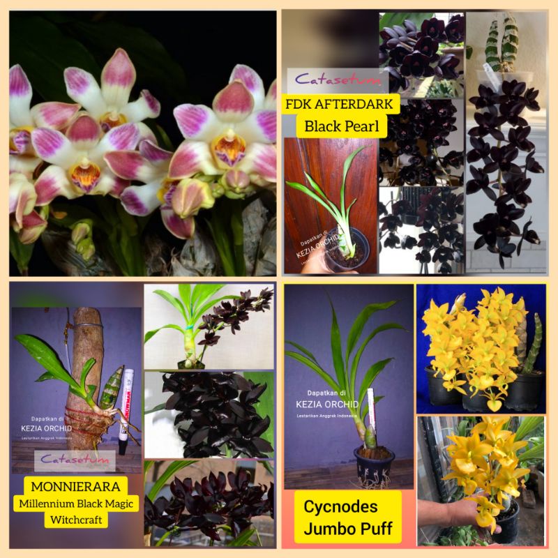 Jual Aneka Anggrek Catasetum: FDK Afterdark Black Pearl; Monnierara ...